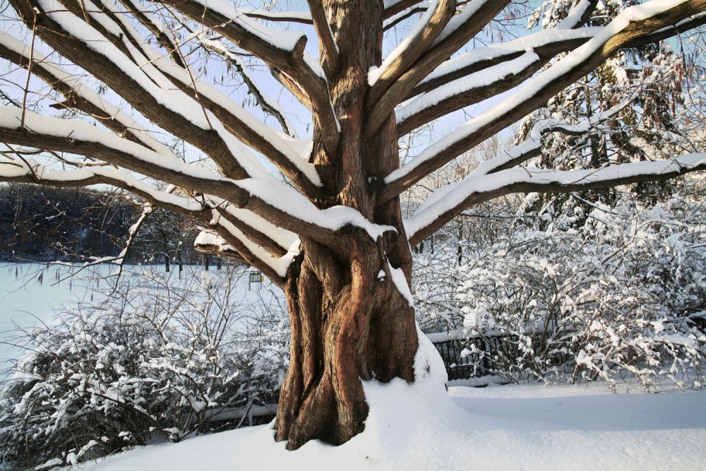 Sequoia, Sequoiadendron, Metasequoia - Секвойя, секвойядендрон ...